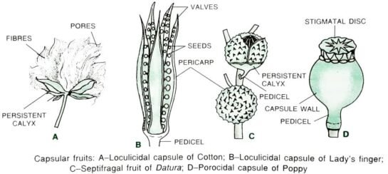 Different Types Of Fruits In Biology & Its Importance