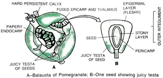 Different Types Of Fruits In Biology & Its Importance