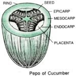 Different Types Of Fruits In Biology & Its Importance