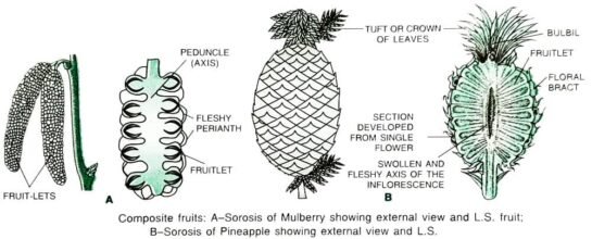 Different Types Of Fruits In Biology & Its Importance