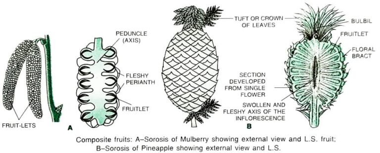 Different Types Of Fruits In Biology & Its Importance