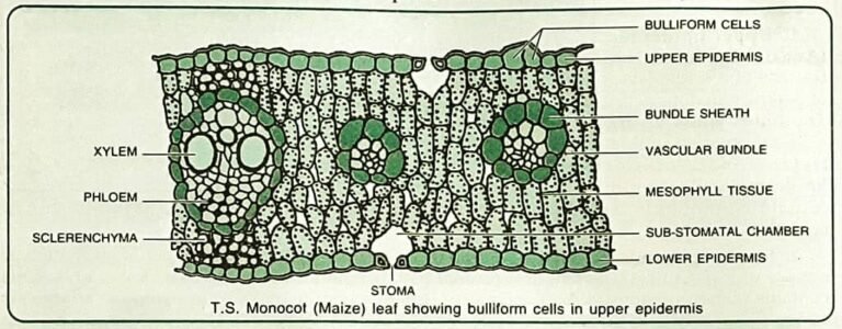 Leaf Anatomy (Transverse Section Of Leaf) | EcoBioHub