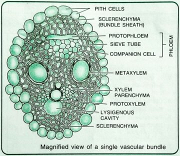 Stem Anatomy || Monocot And Dicot Stem Cross Section