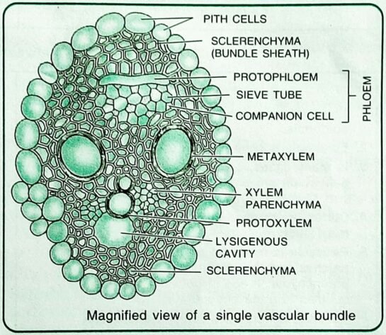 Stem Anatomy || Monocot And Dicot Stem Cross Section