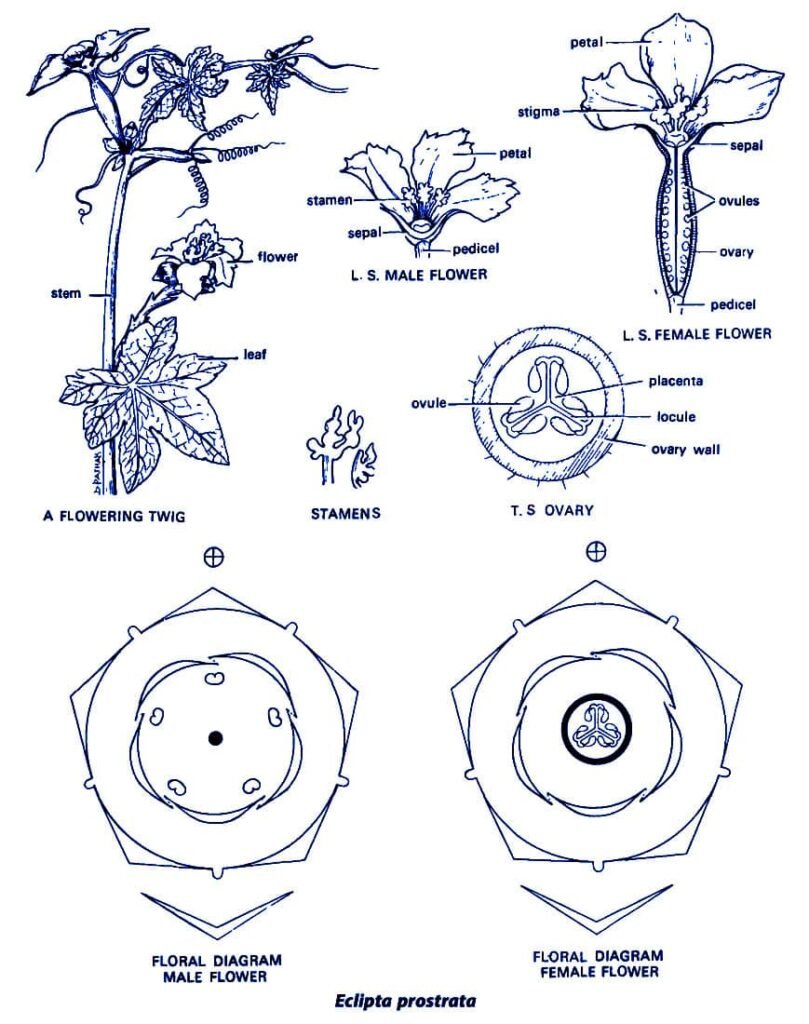 Angiosperm Plant Families And Their Floral Formula