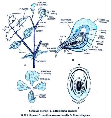 Angiosperm Plant Families And Their Floral Formula