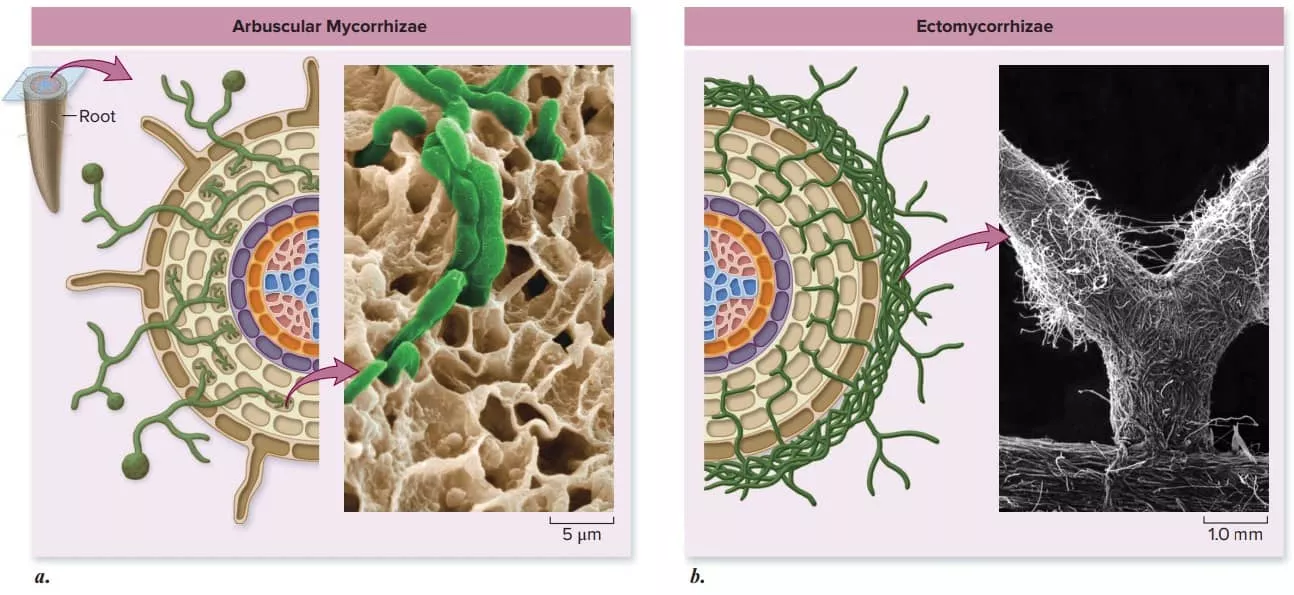 Ectomycorrhizae Definition Biology Micro Community Associated With
