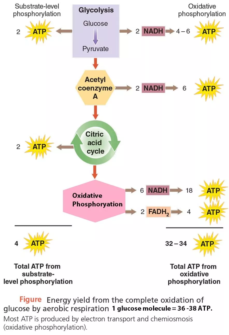 Phosphorylation Atp Protein Phosphorylation Detection Using Dual Mode